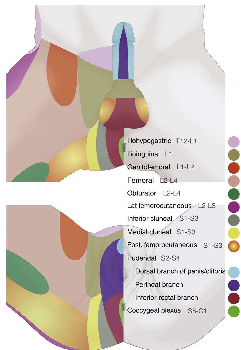 - perineal dermatomes showing the dermal distribution