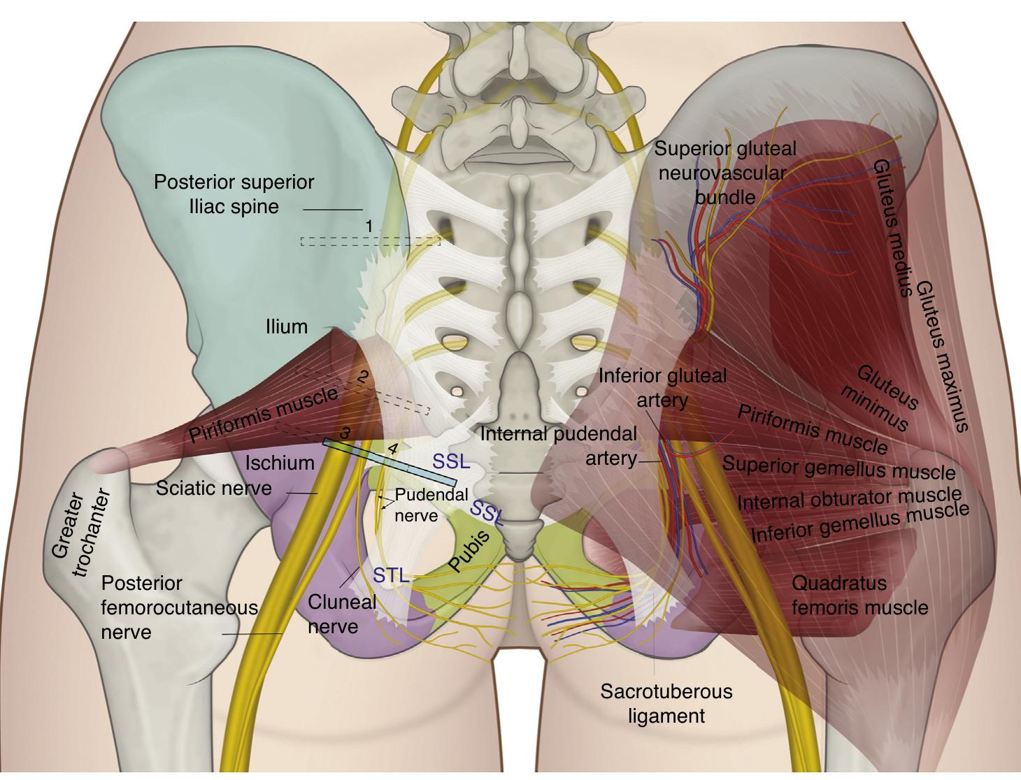 - gluteal anatomy and recommended position for the