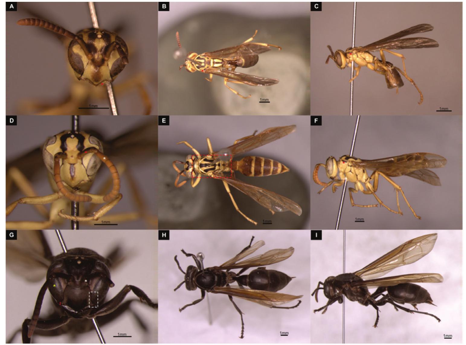 Frontal, dorsal and lateral view of species sampled in