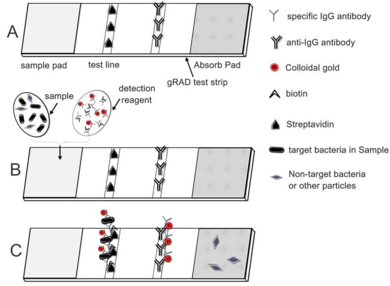 Schematic illustration of the grad lateral-flow assay load