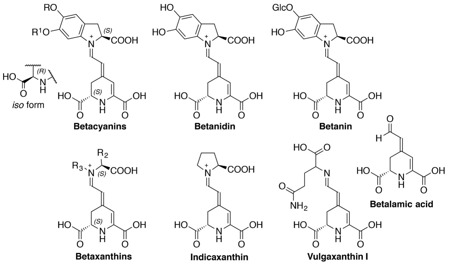 - generic structures of betacyanins and betaxanthins, their