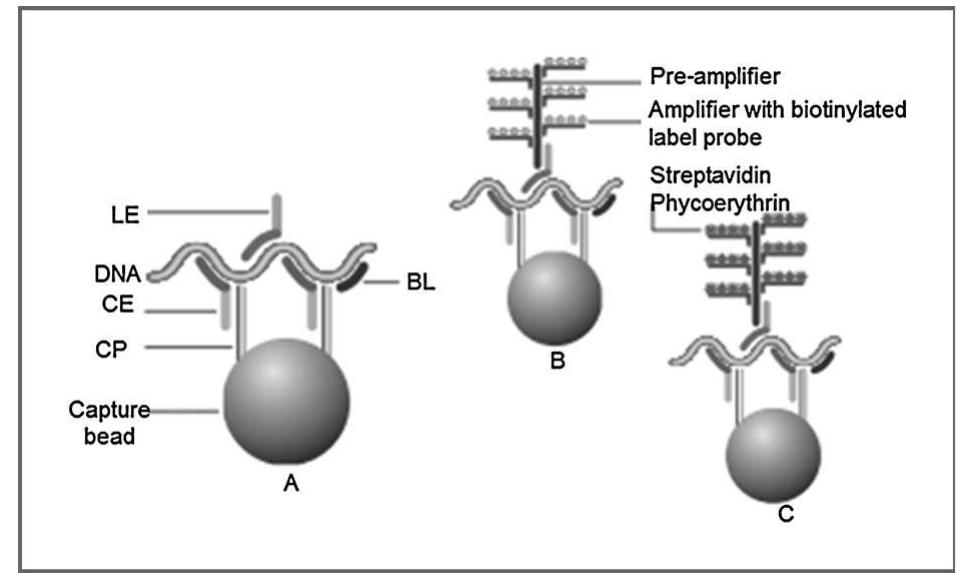 Schematic diagram for the qgp assay. modified from http://