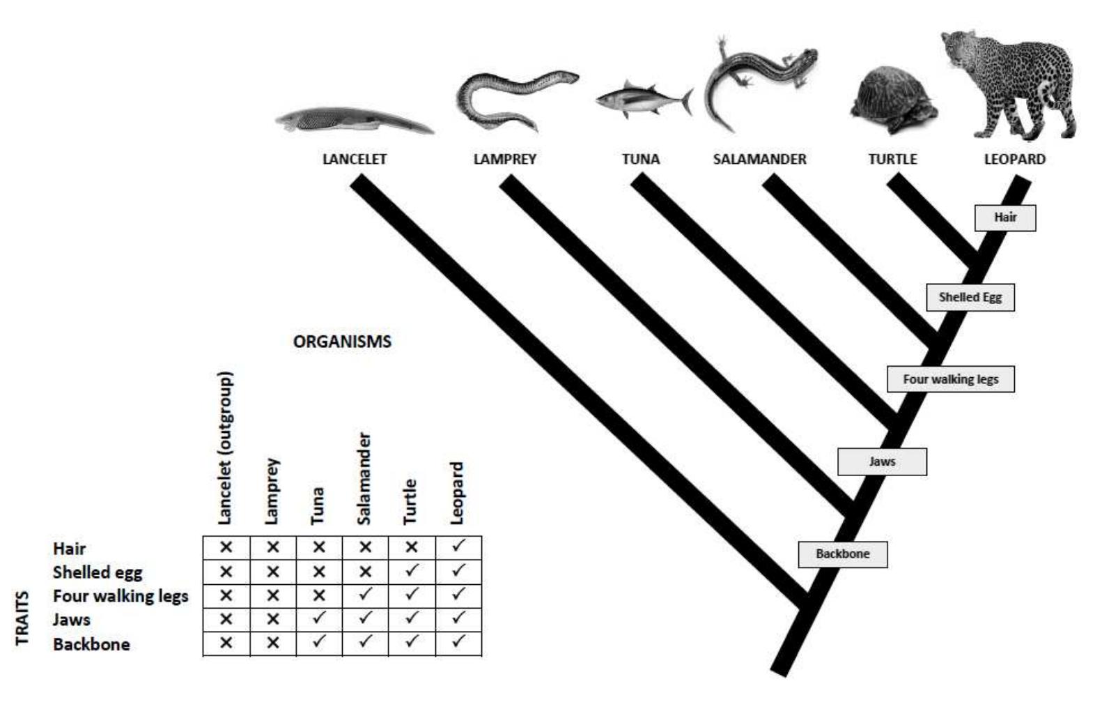 2: a sample phylogenetic tree showing the traits developed