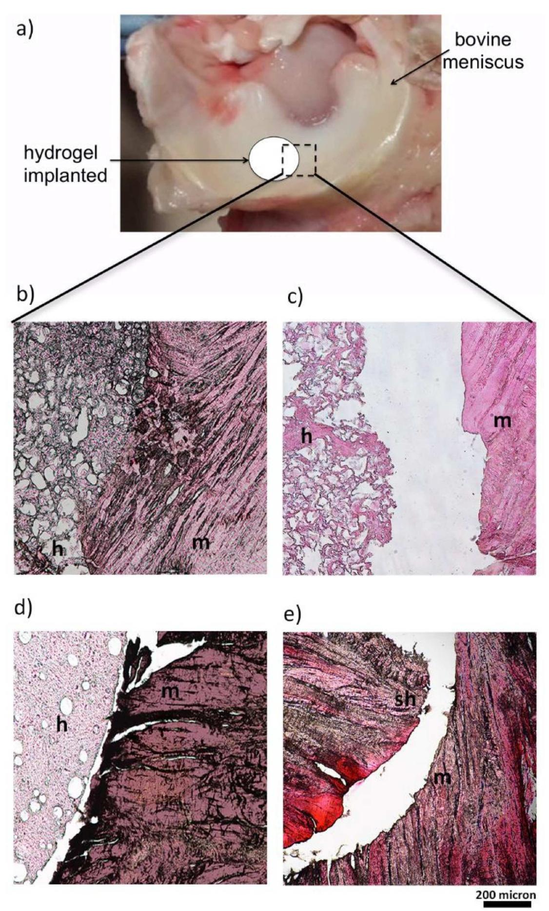 Ex vivo culture model by bovine meniscus (a). histology