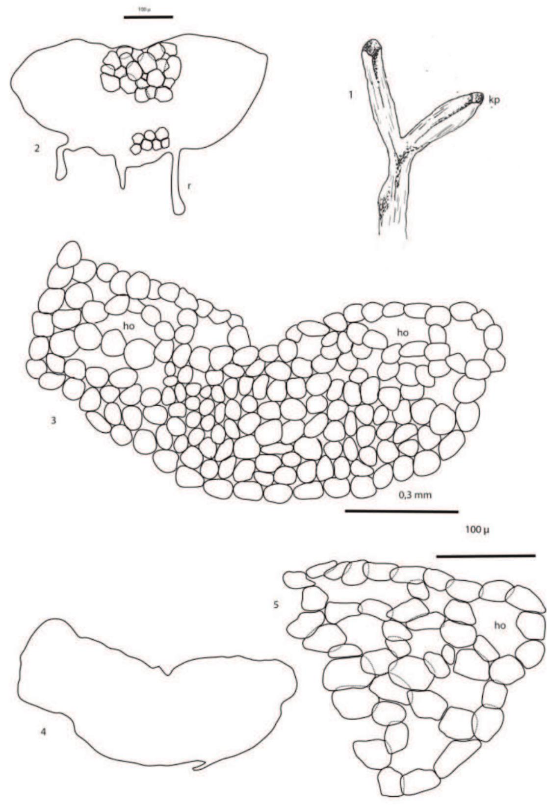 Appendix figure 5. riccia canaliculata: 1- thalli; 2-4-
