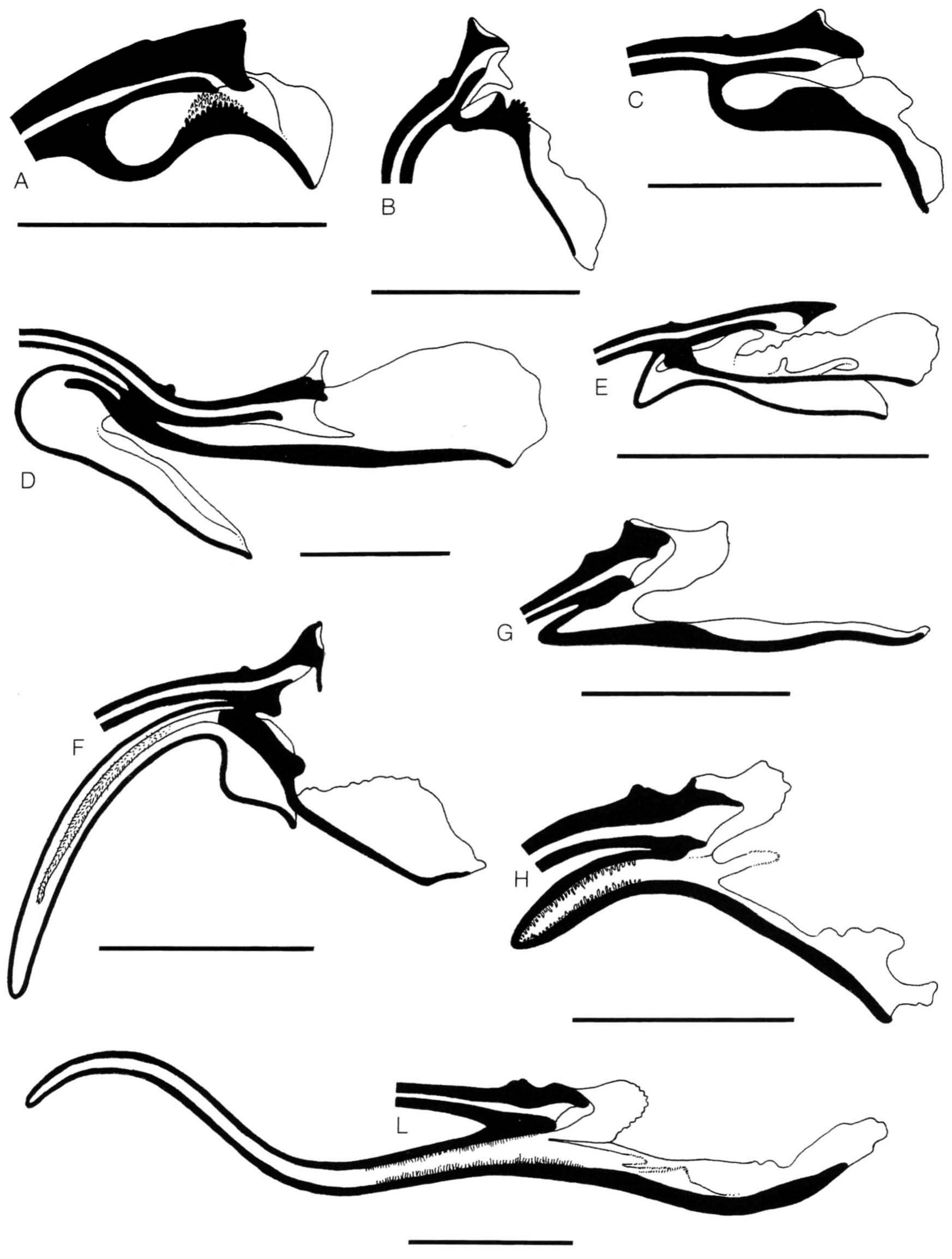 |. longitudinal section of column, lip and lateral sepals in
