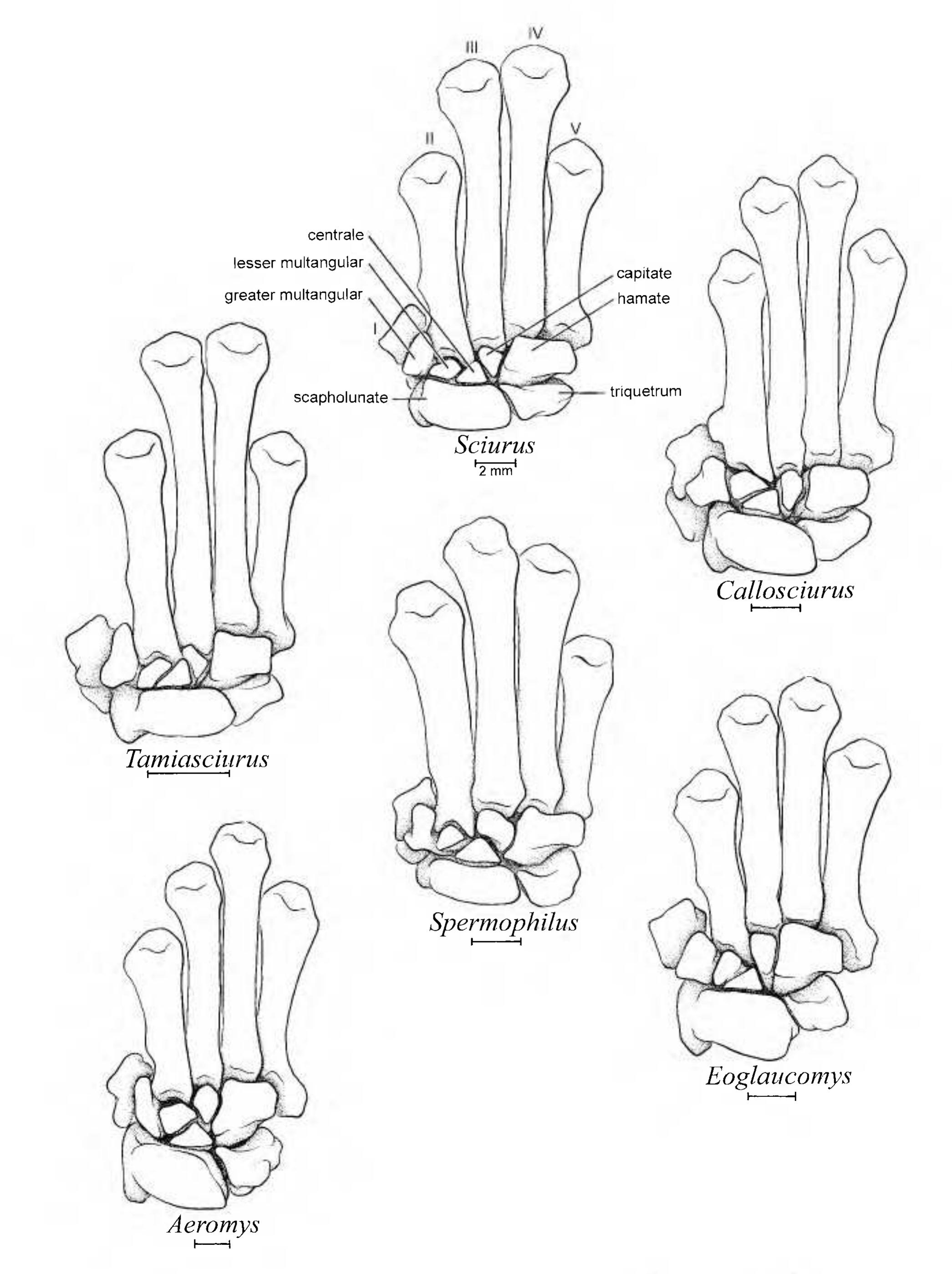 Figure 1 - Anatomy of the squirrel wrist: bones, ligaments,
