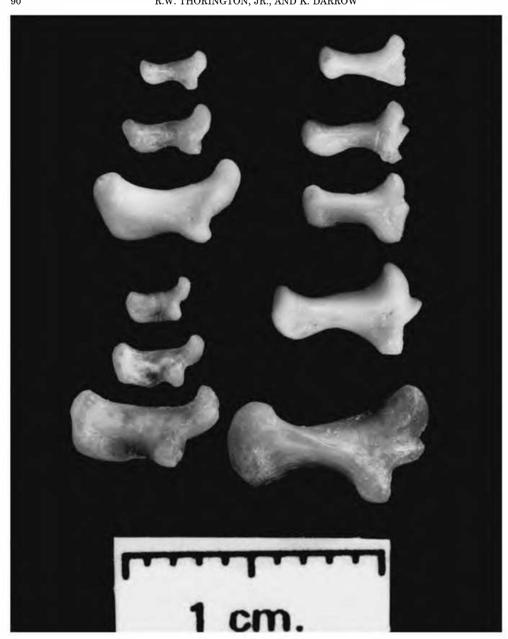 Proximal views of right pisiform bones of flying squirrels,