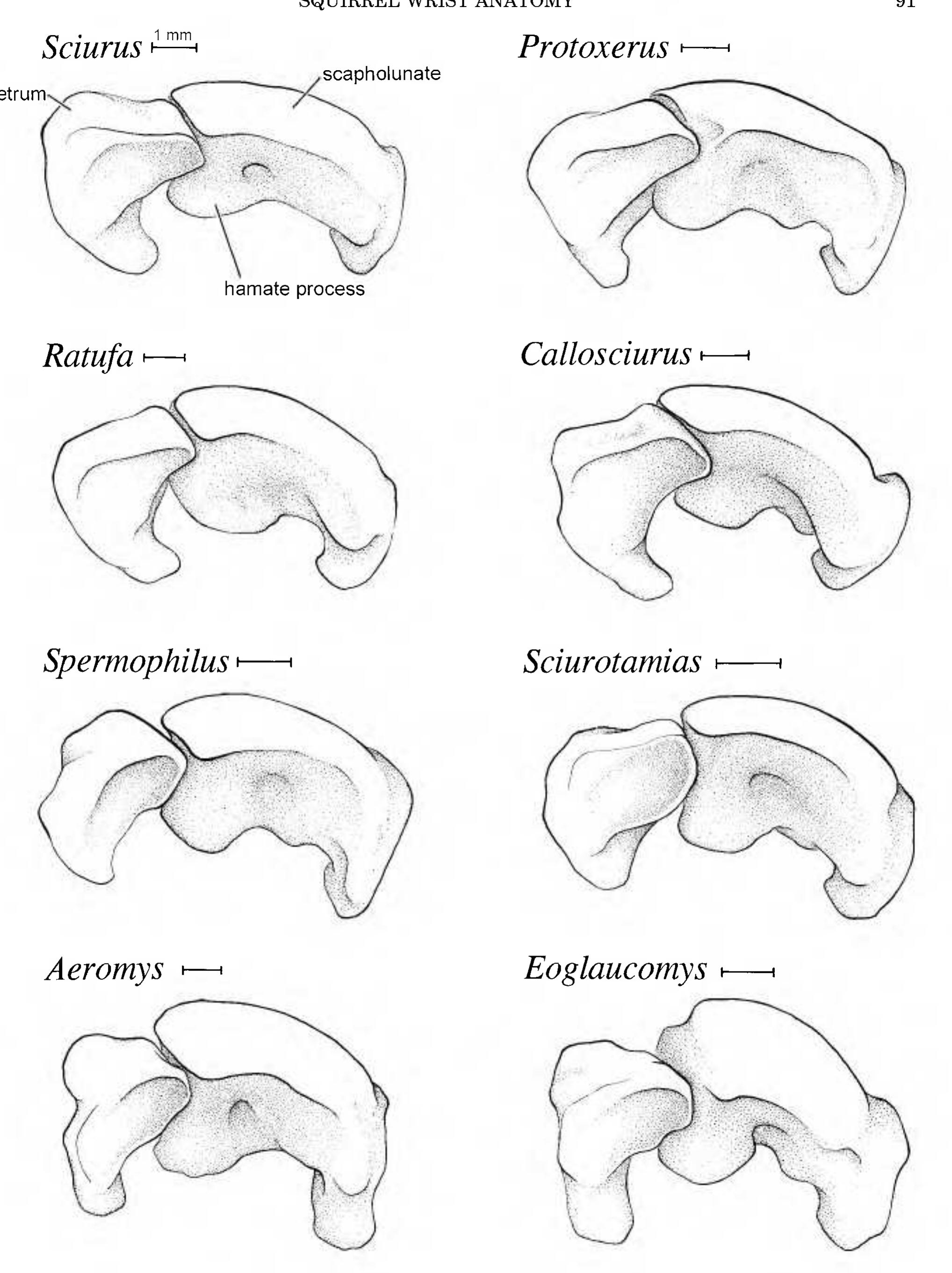 Distal view of proximal surface of the mid-carpal joint.