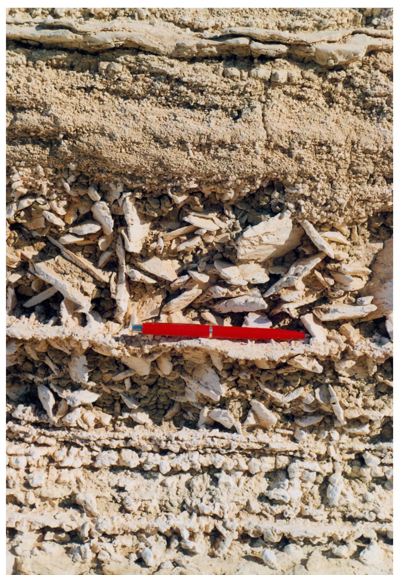 Gypsum crystals formed during dry interruptions of the