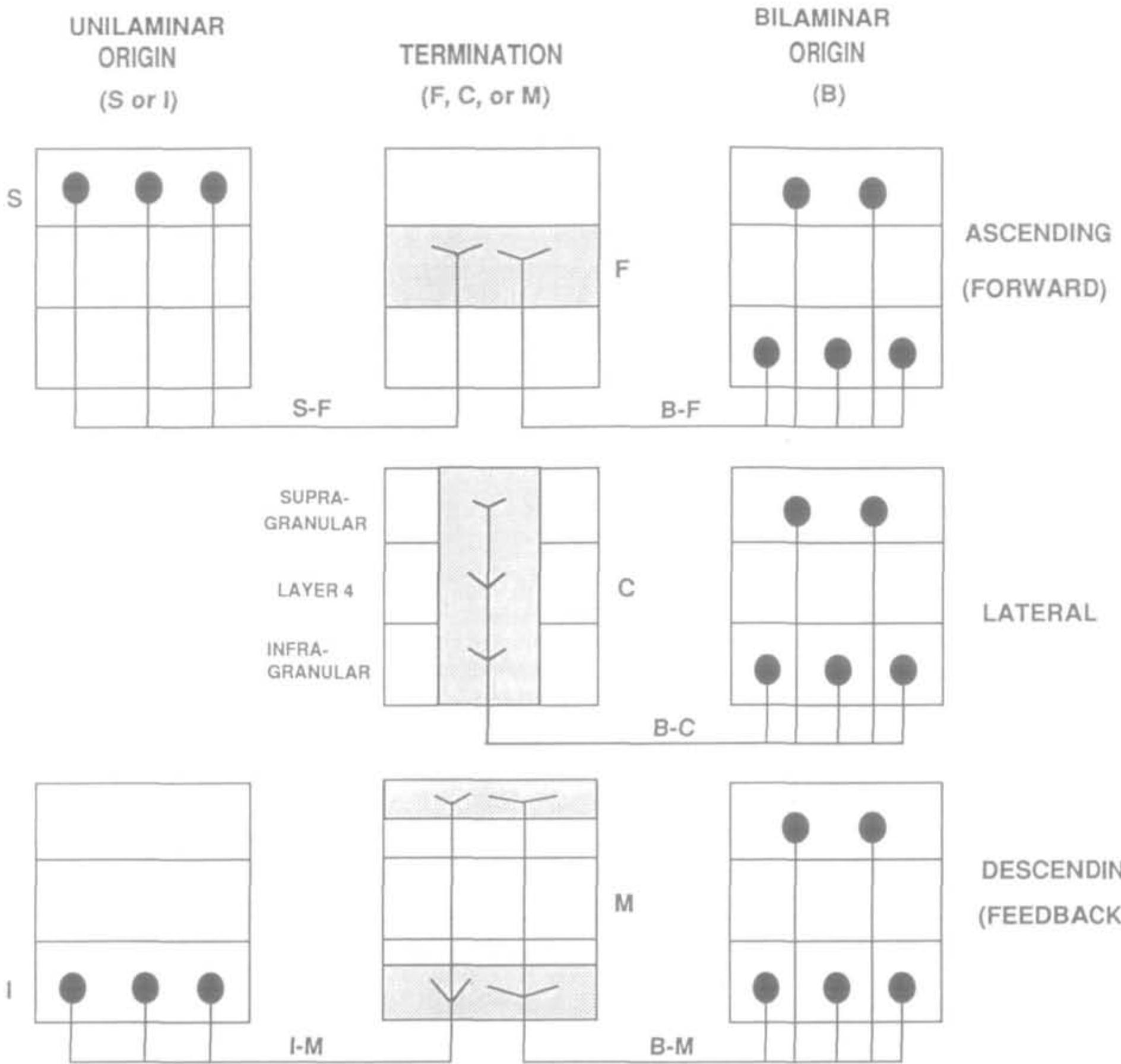 Laminar patterns of cortical connectivity used for making