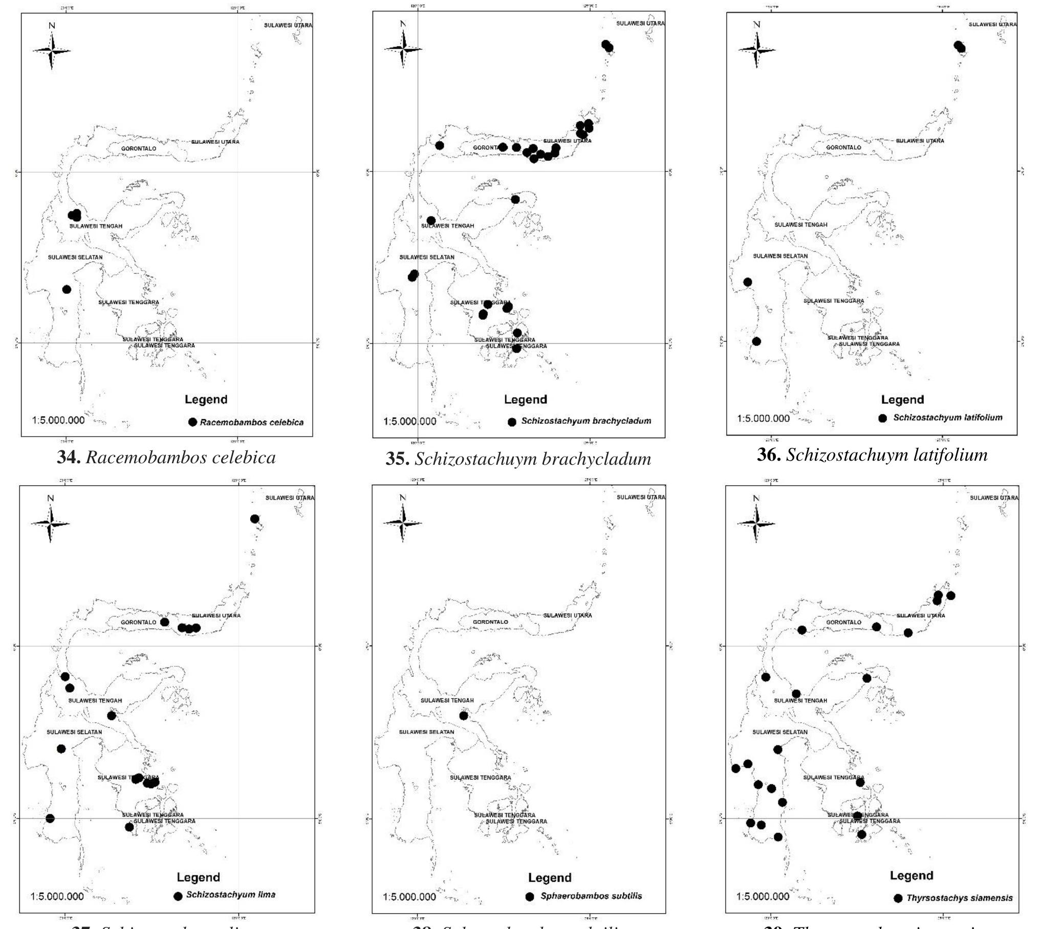-39. distribution map of bamboo in sulawesi, indonesia