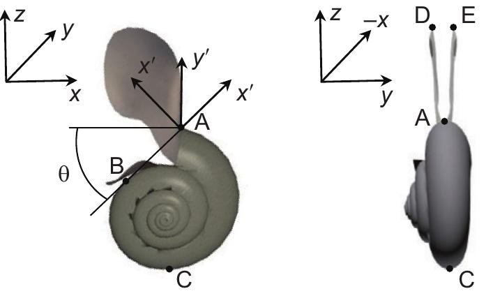 Pteropod morphology and coordinate systems. schematic
