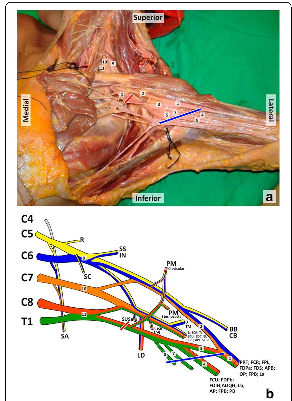 Brachial plexus composition, neighboring structures and