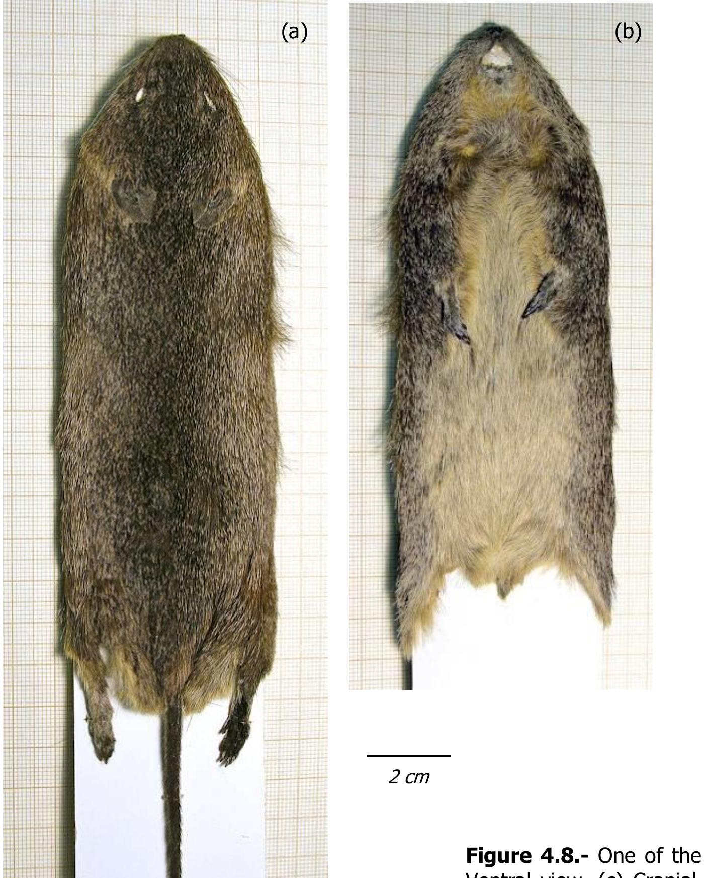 Figure 42 - The Abune Yosef Massif: Birds and Mammals of a