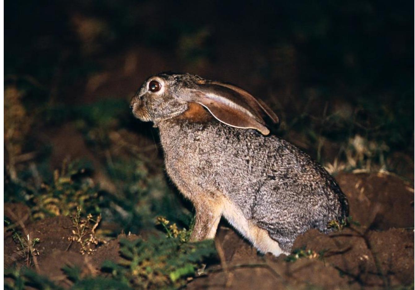 Figure 45 - The Abune Yosef Massif: Birds and Mammals of a