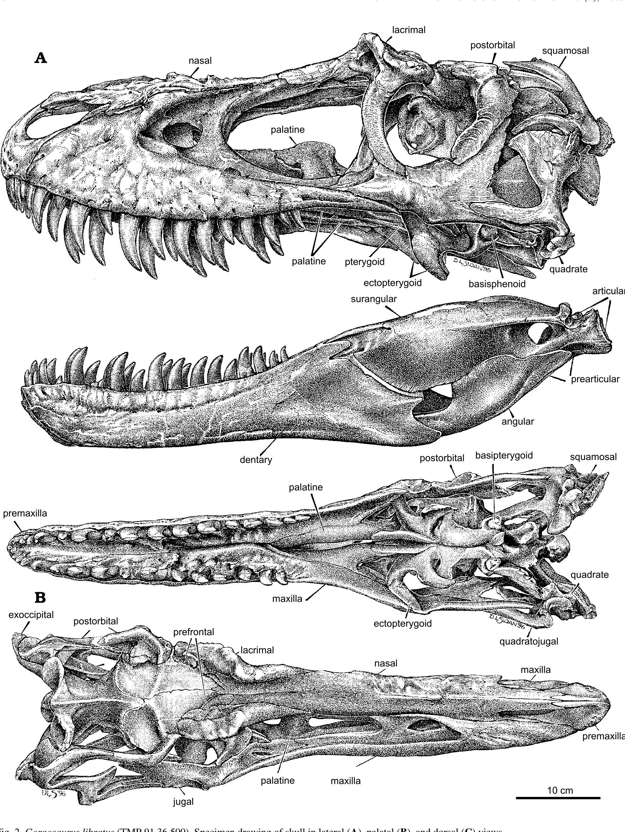 Figure 2 - Cranial anatomy of tyrannosaurid dinosaurs from