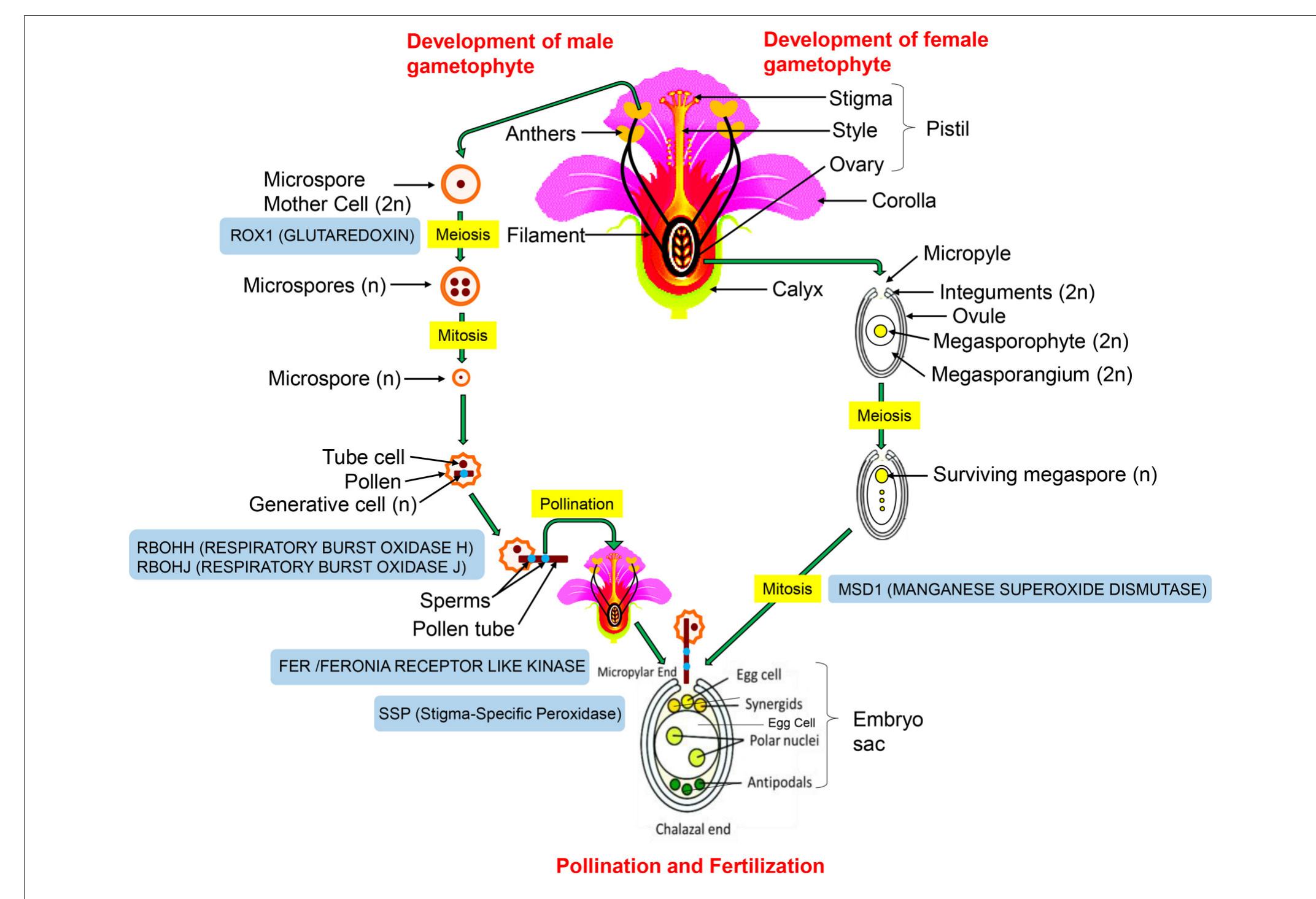 | structure of reproductive organs and the sequence of