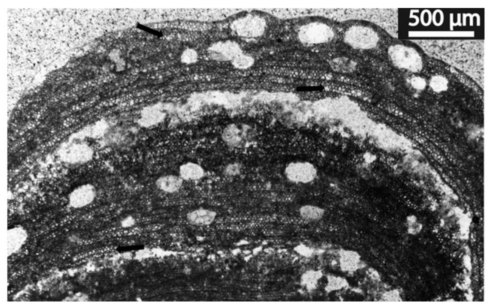 Fic. 4. light micrograph of cross-section of hydrolithon