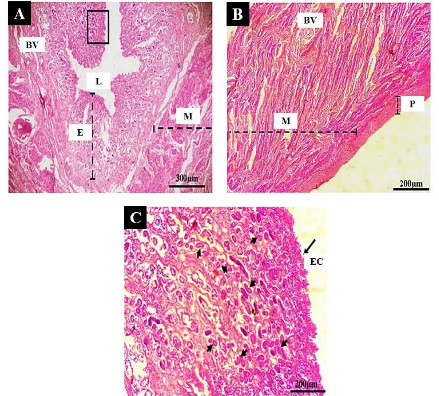 Histology of the gayo mare's uterine cornua. a and b) the