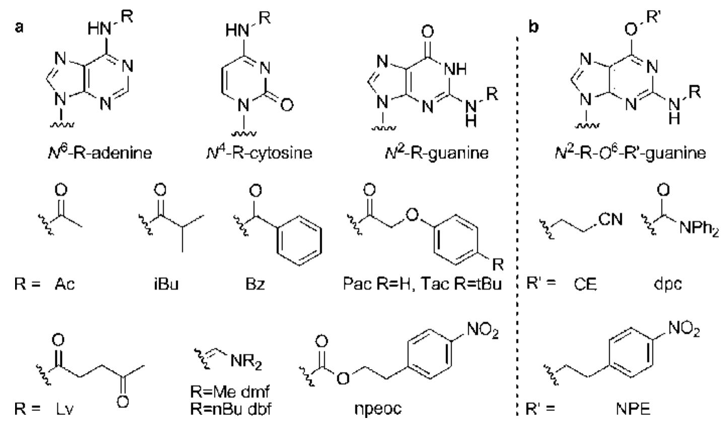 2 (a) natural nucleobases adenine (a), cytosine (c) and