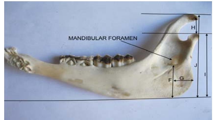 : mandible. medial view (anatomical landmark); f: mandibular