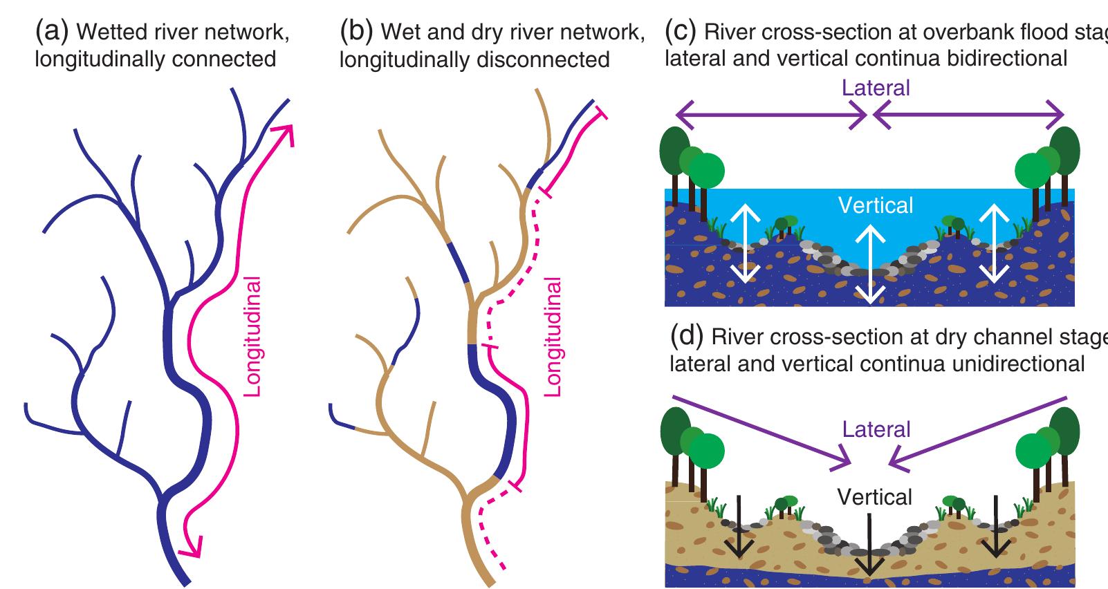 Longitudinal, lateral, and vertical dimensions in rivers.