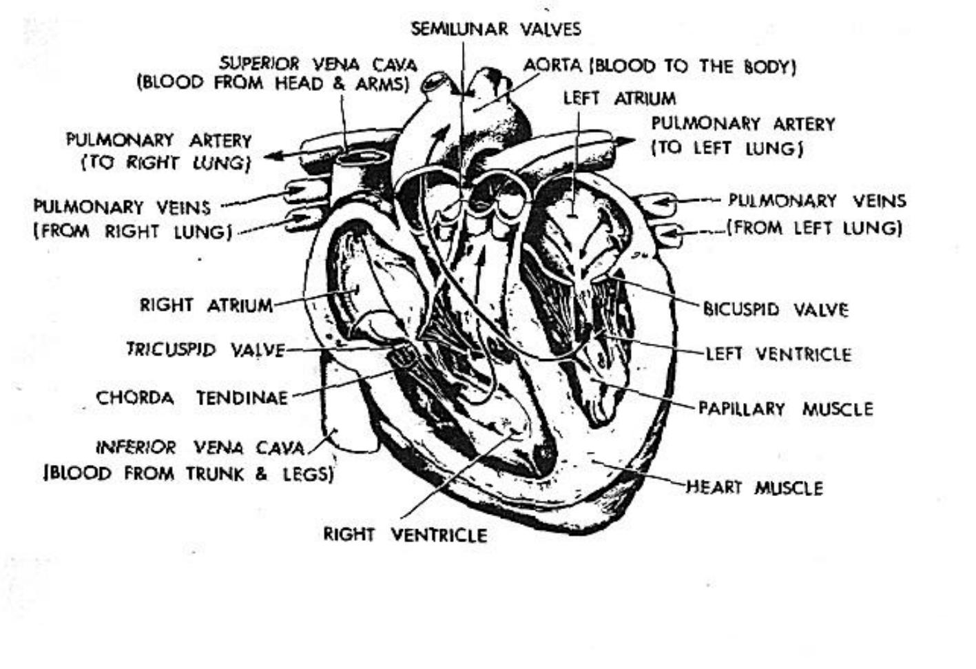 2: normal anatomy of the heart and its structures ( huelke,