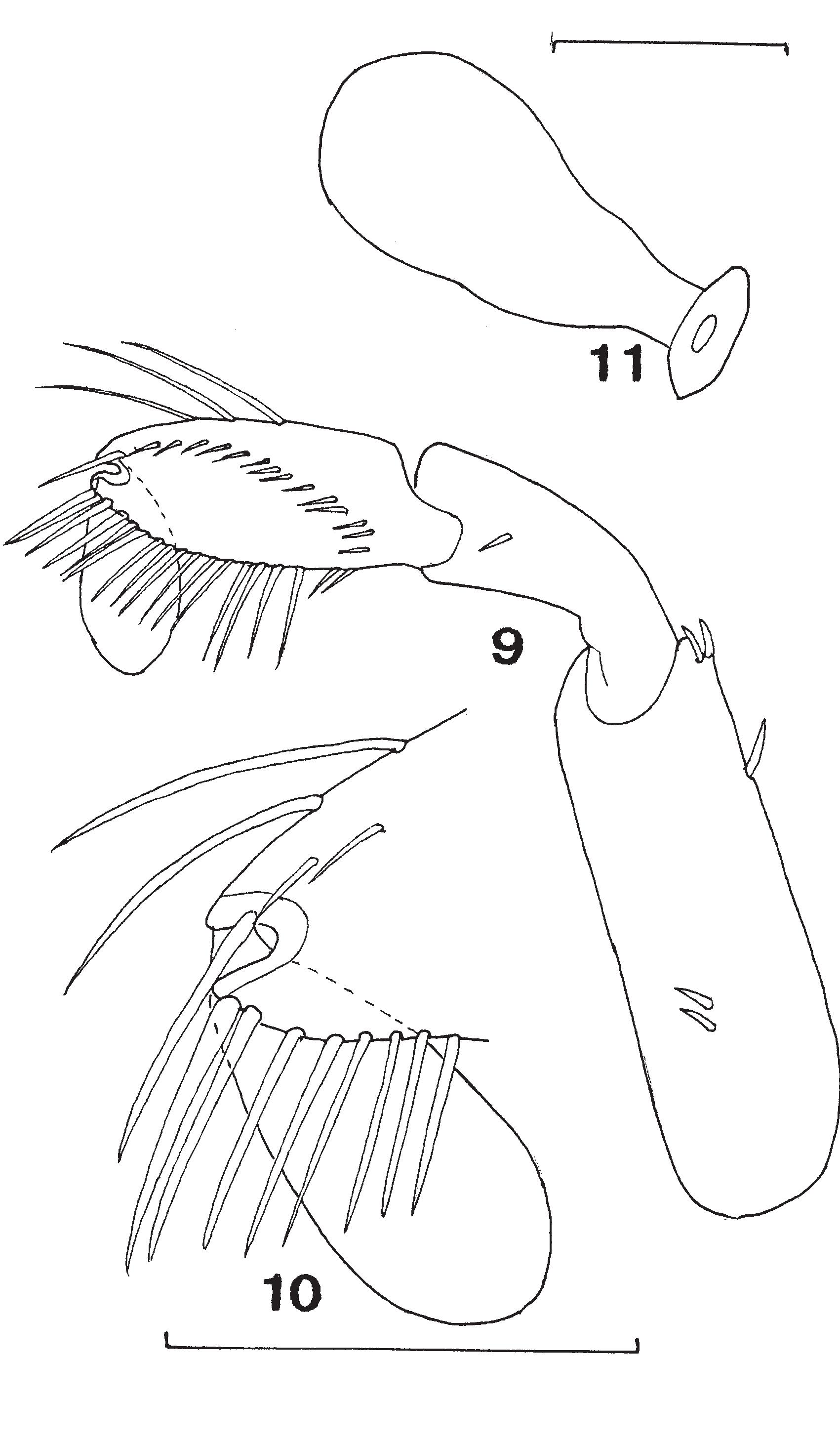 S. 9-11. micronecta erythra, new species, paratypes; 9)