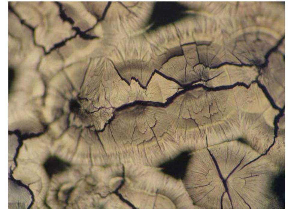 Reflectance microscopy photograph of au-coated peo 10000,