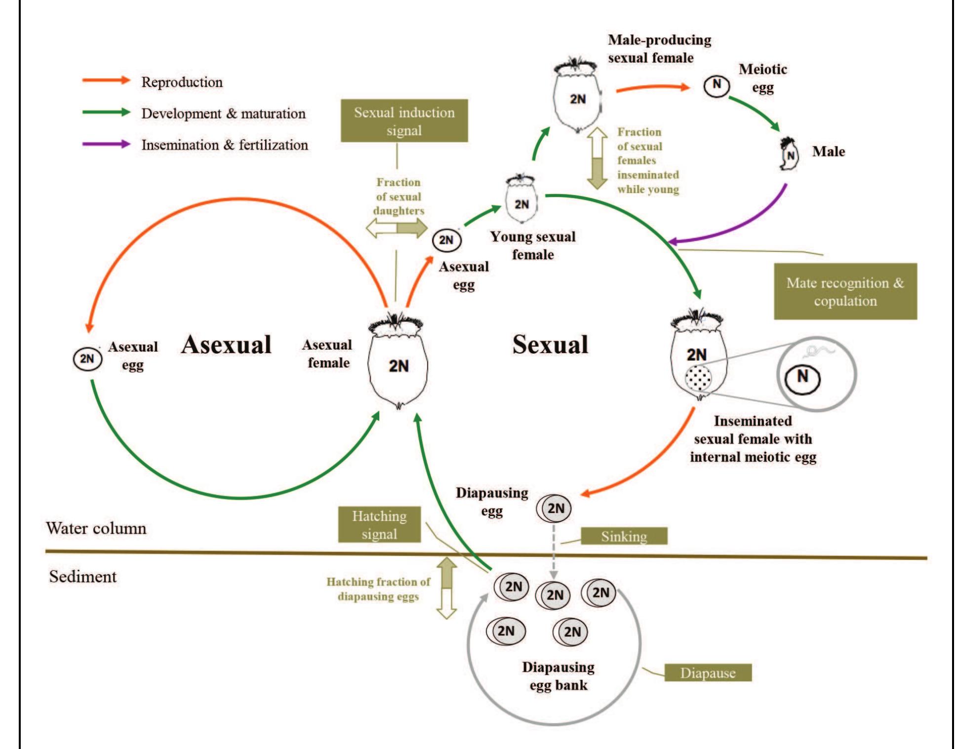 Life cycle of monogonont rotifers (modified from serra et