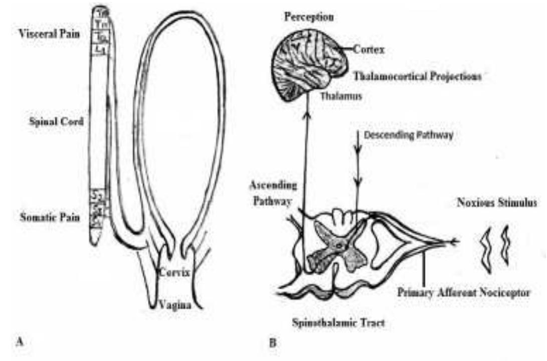 Figure 1 - from Recent Advances in Labour Analgesia