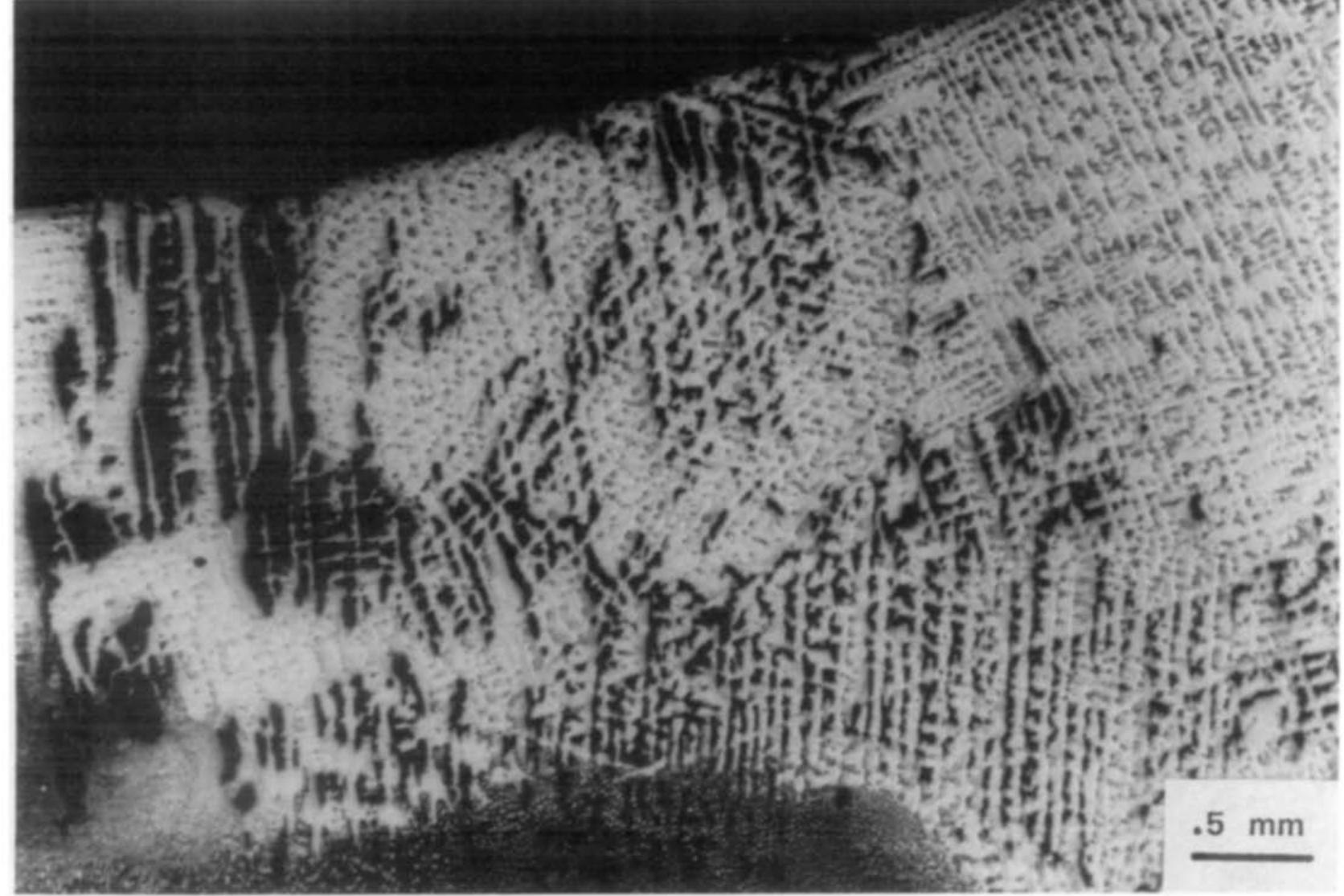 Fic. 11. microstructure of a section of the tcp femoral