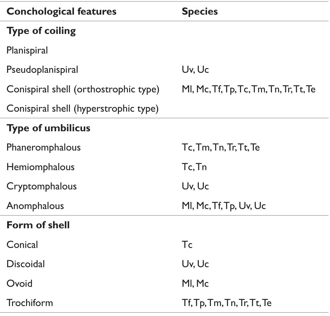 Symbols: mi, monodonta labio; mc, m. canalifera; tf, tectus