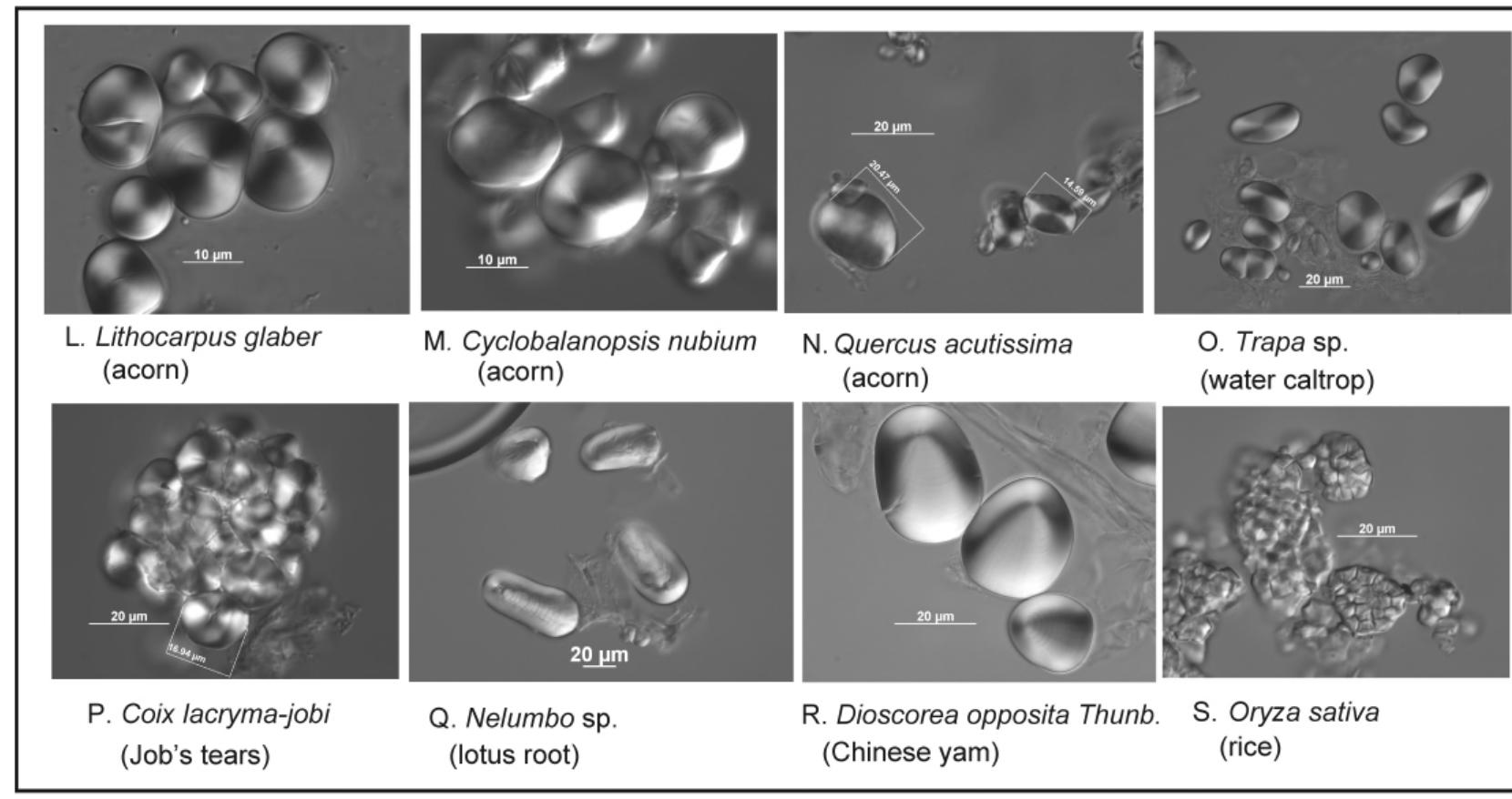 Modern starch references ancient starch and phytolith