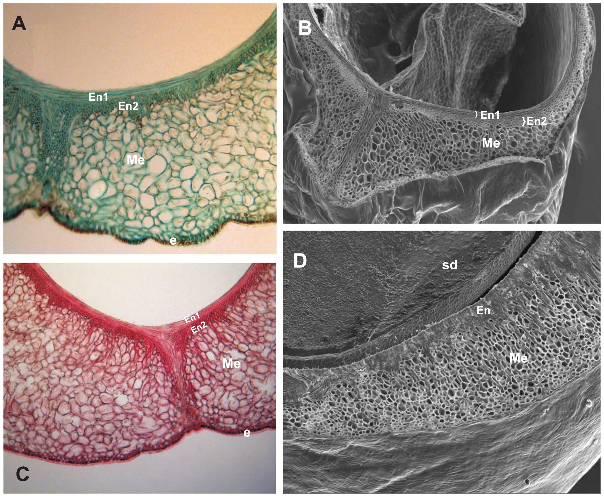 The cross-section through the pericarp of r. rugosa (a, c-