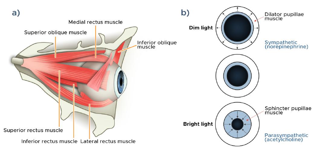 (a) eye anatomy responsible for the eye movements. the