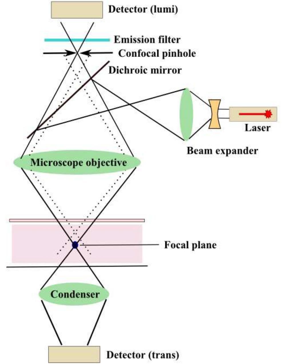 Schematic diagram of confocal microscope for luminescent and