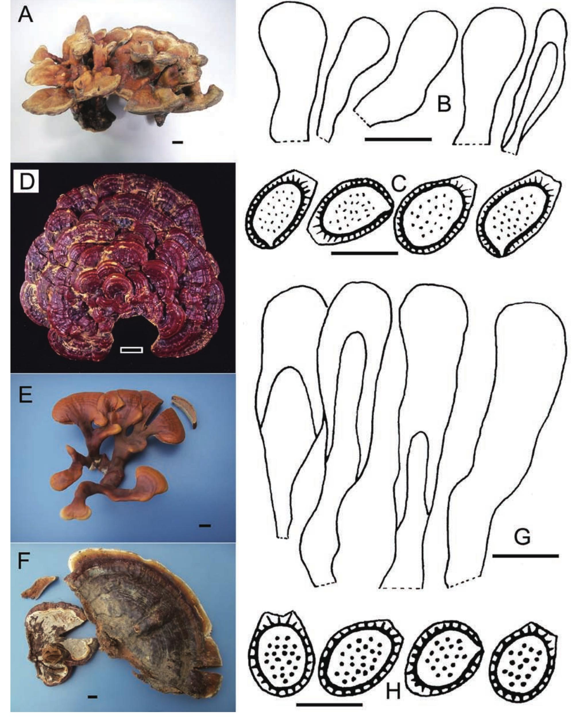 Figure 1 - Ganoderma multipileum, the correct name for 'G.