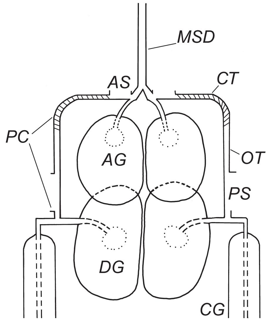 Schematic drawing of the podocephalic system of tet-