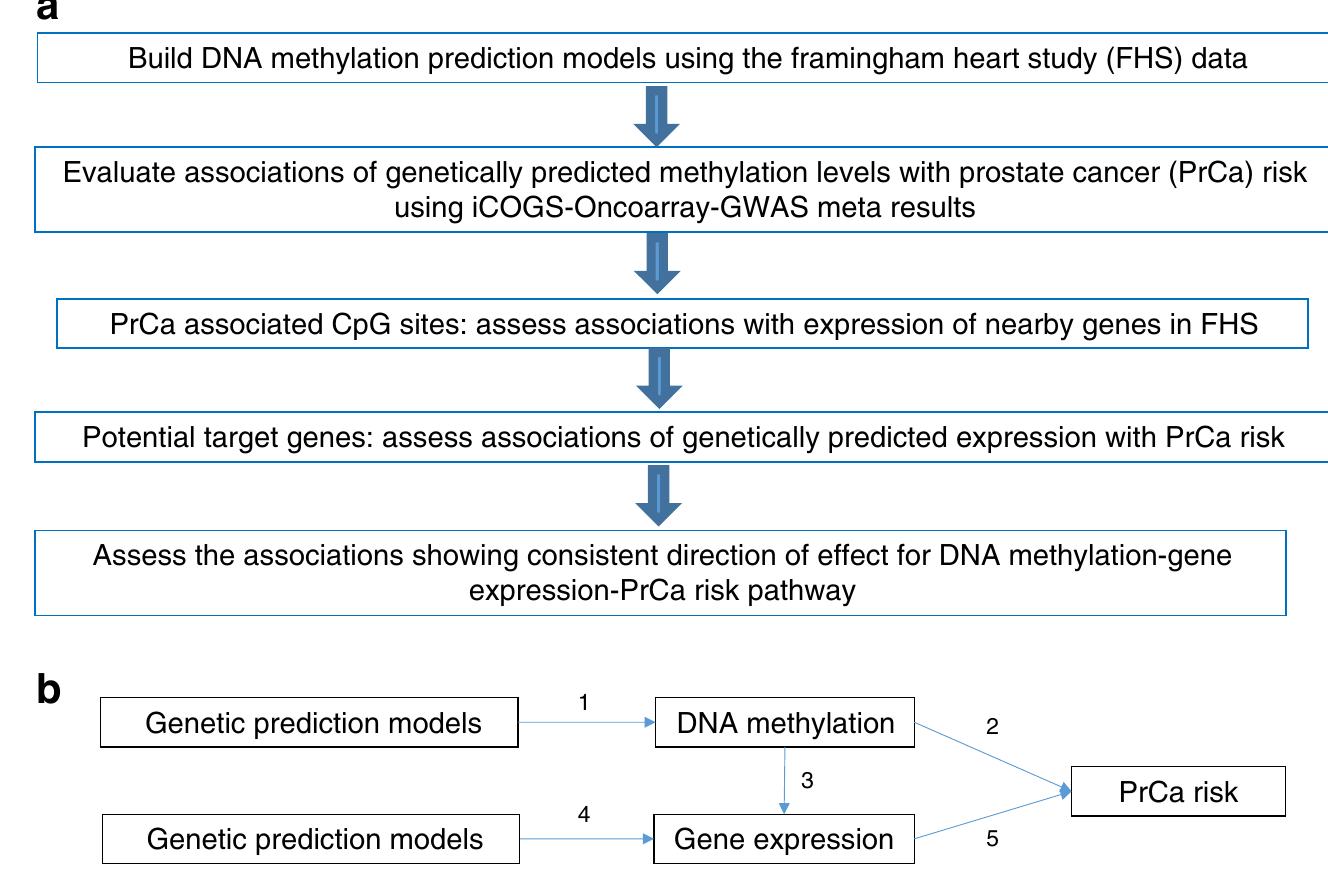 Study design. a study design flow chart; b overview of the