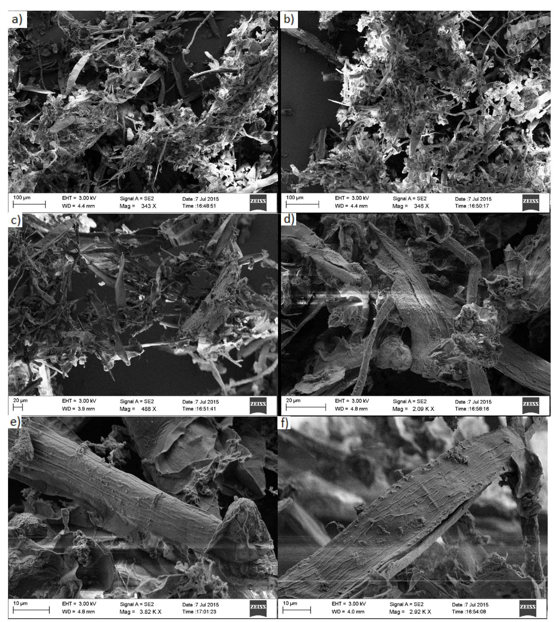 B.3 scanning electron microscope pictures of grass