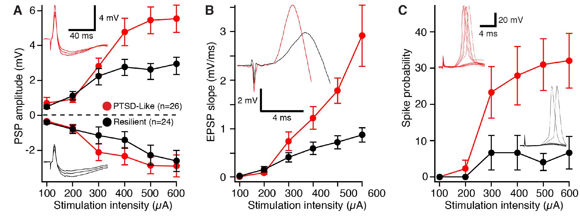4. synaptic responsiveness of bnst-av neurons to st stimuli