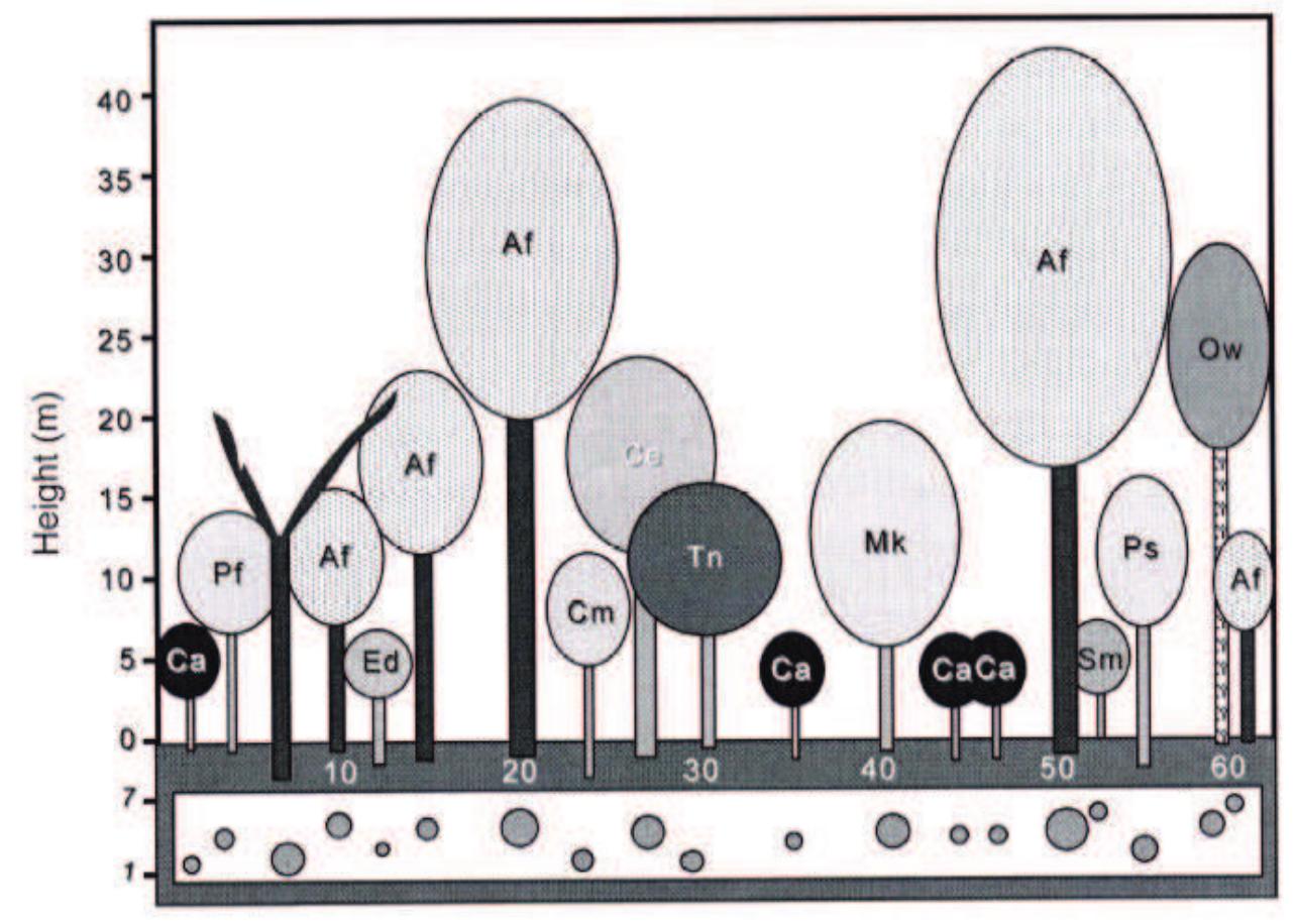 A: profile diagram of a podocarpus falcatus stand (61 m x