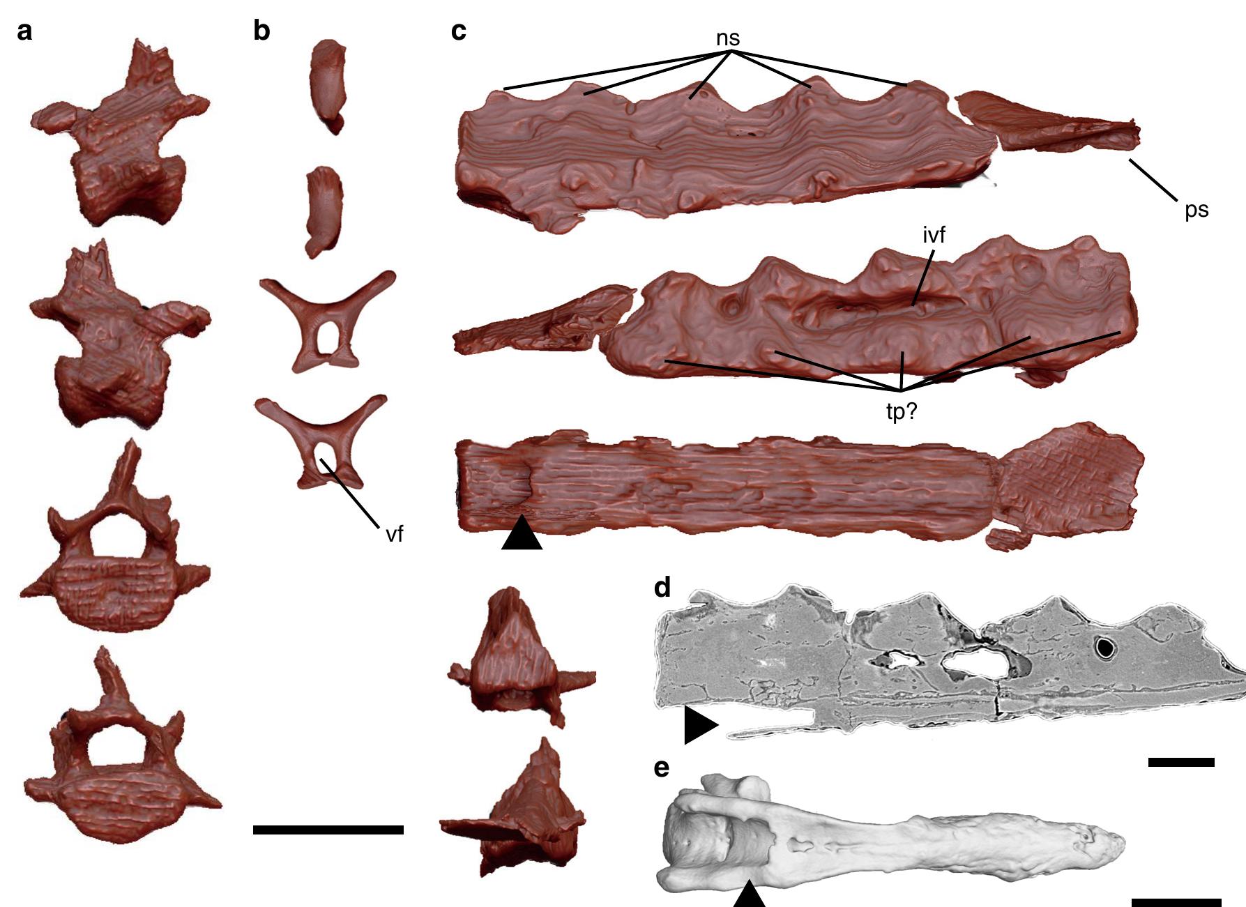 Caudal vertebrae. a anterior caudal vertebra in left