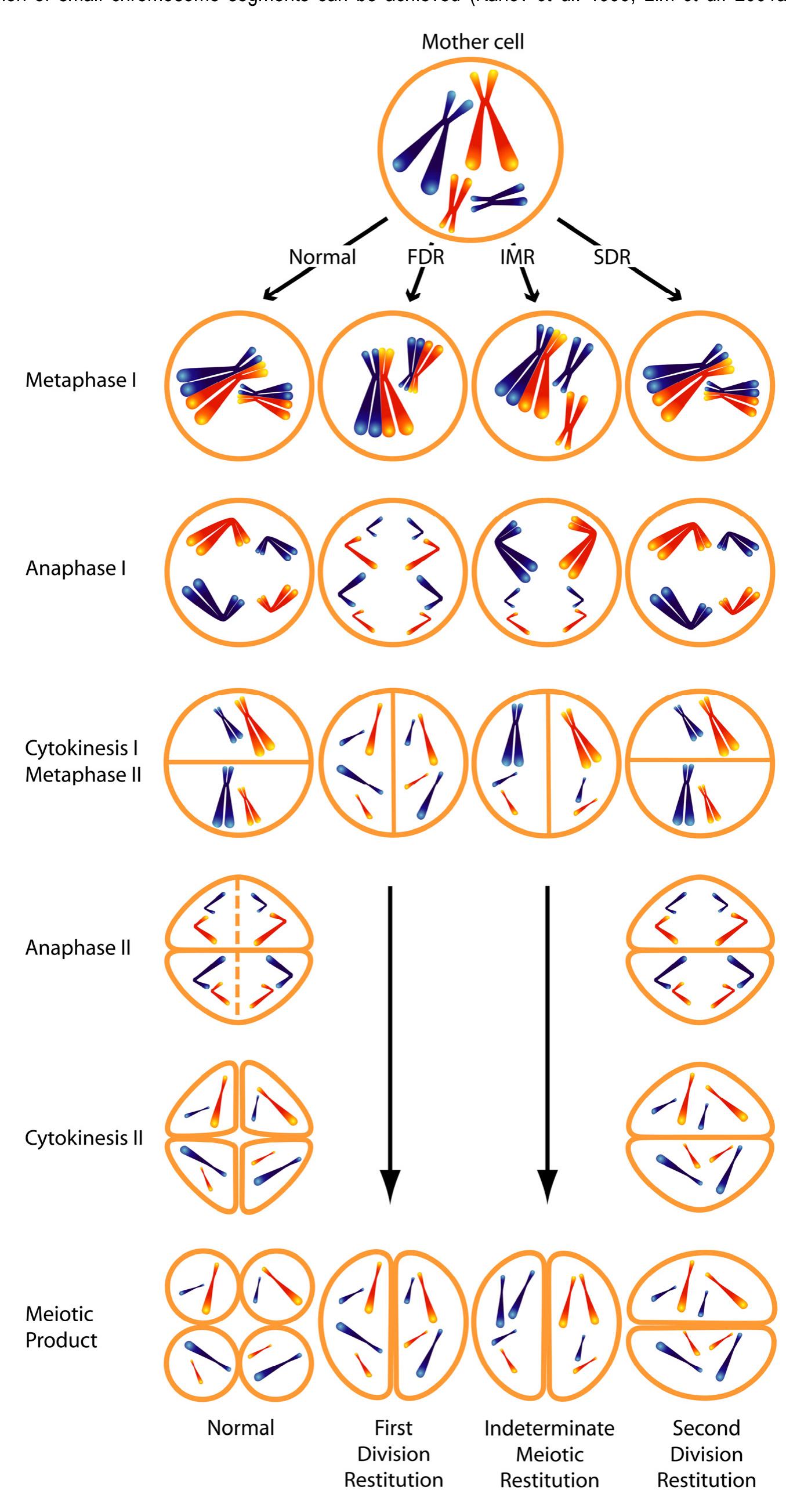 Schematic representation of the meiotic process, the normal