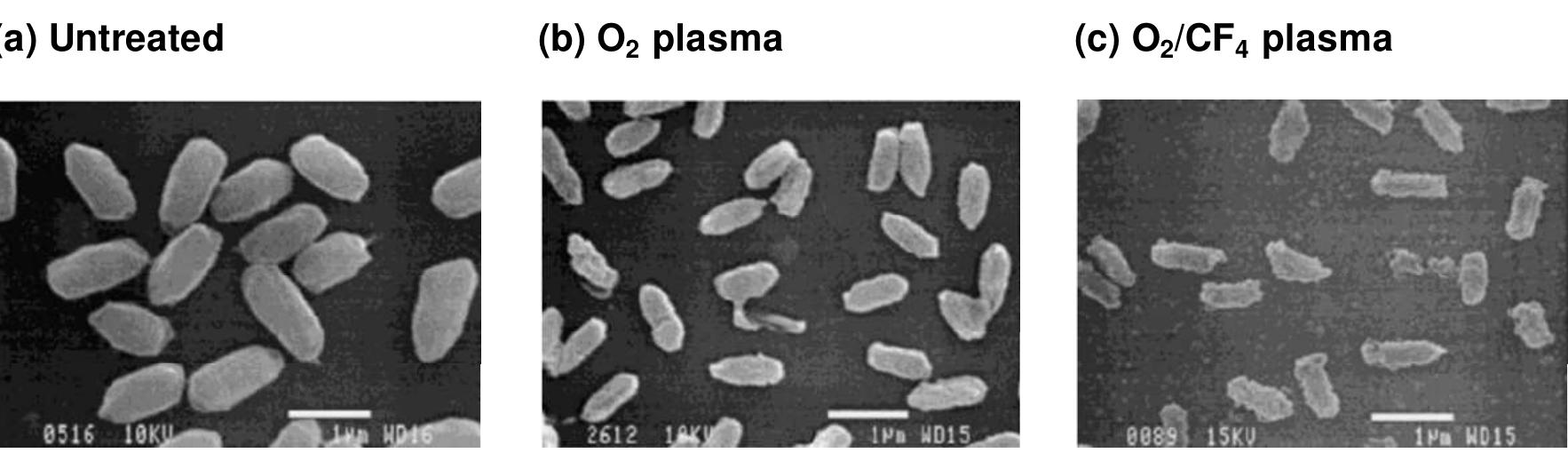 6 sem images of bacillus subtilis spores (a) untreated (b)