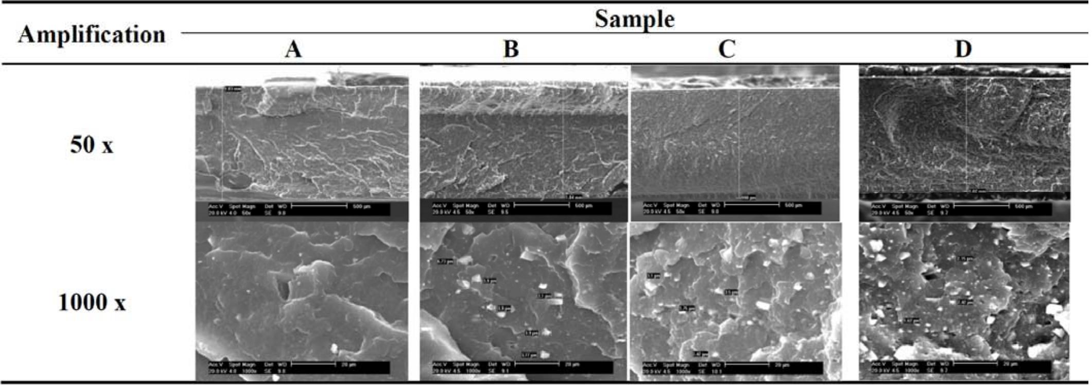 Scanning electron microscope images of morphology of