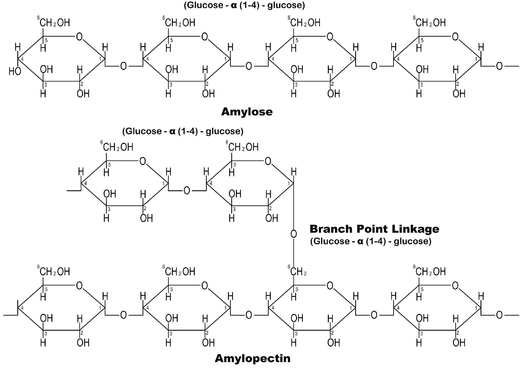 (1). chemical structure of amylose and amylopectin. source:
