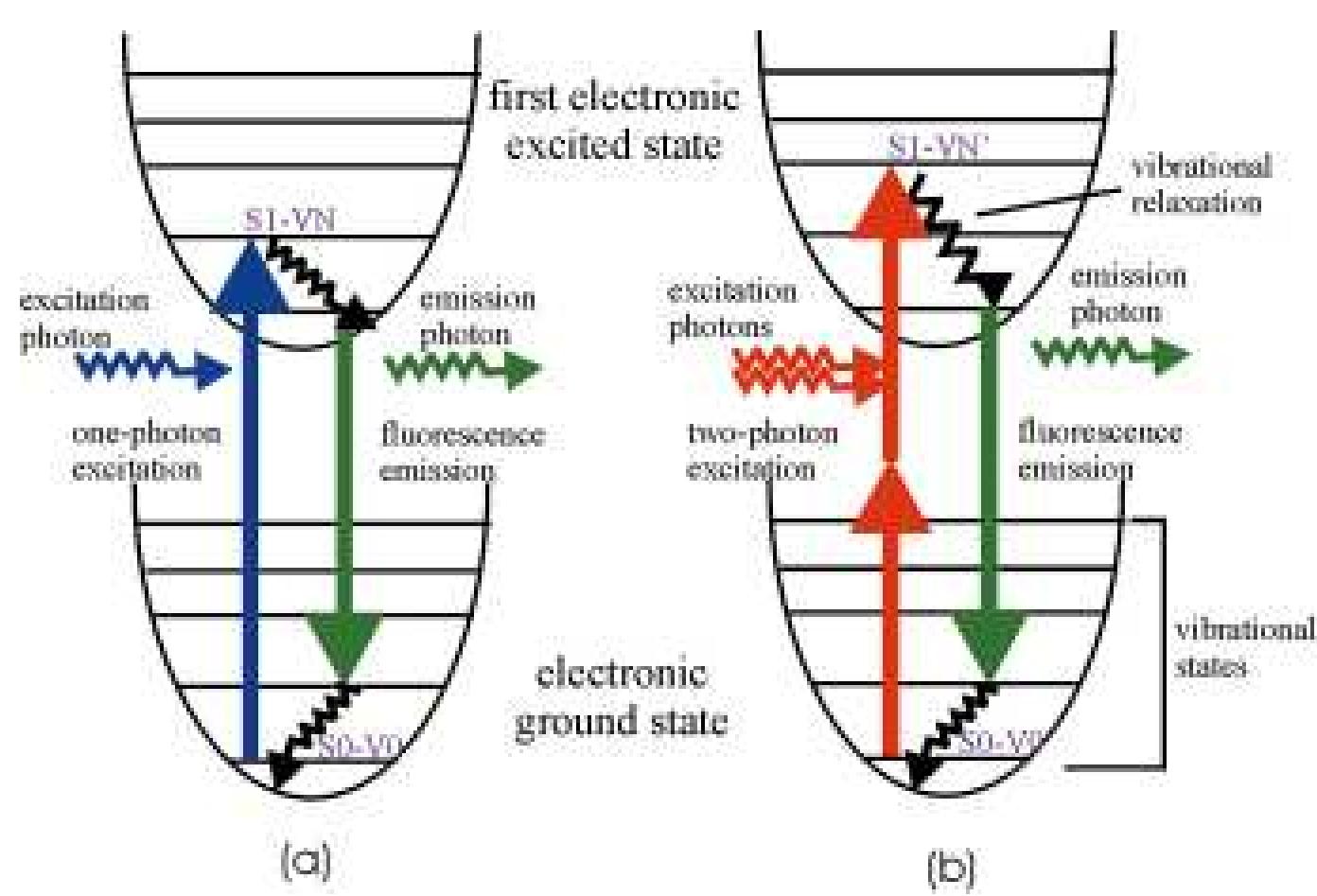 Jablonski diagram for one-photon (a) and two-photon (b)